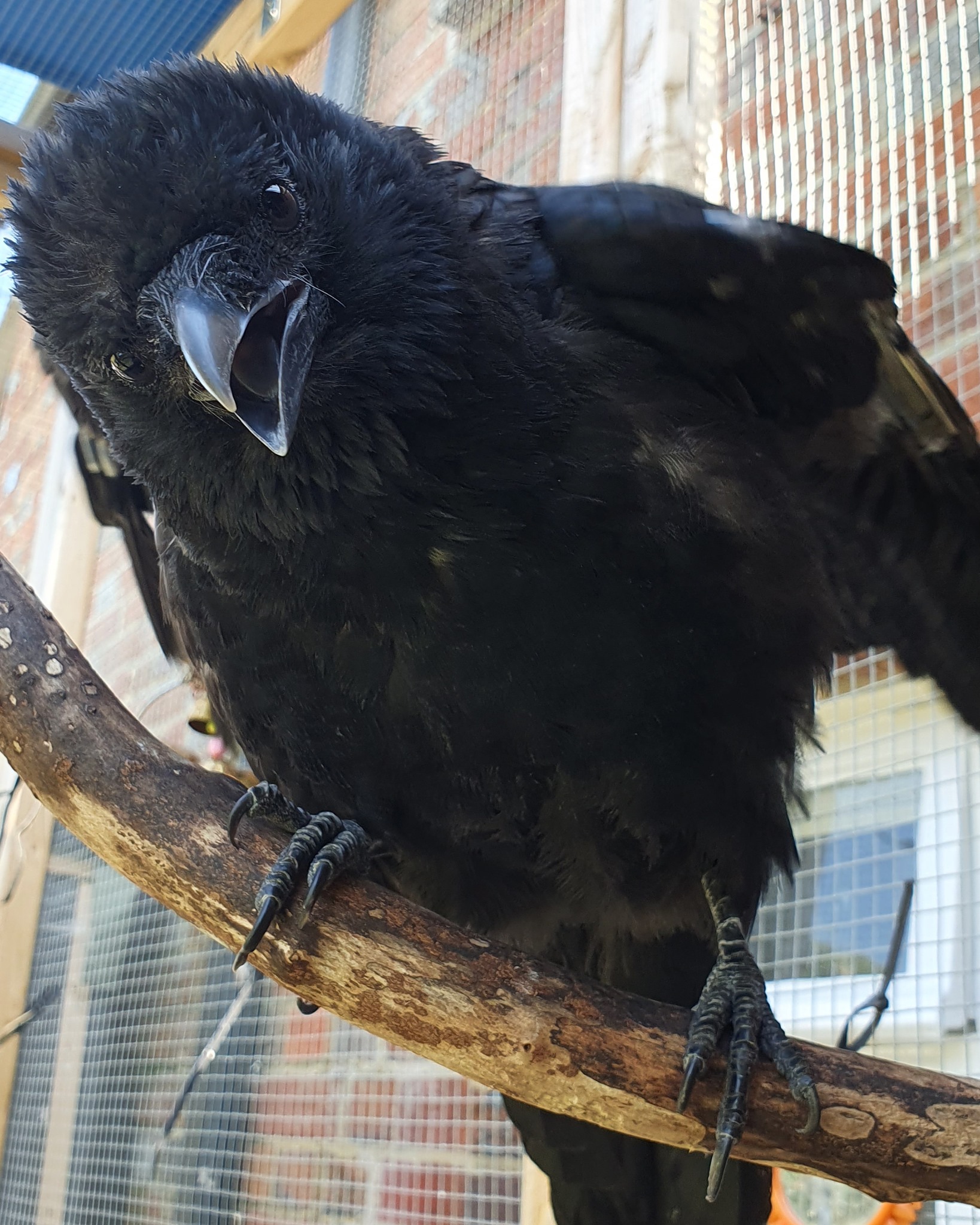 About – Wild Bird Rescue Dorset