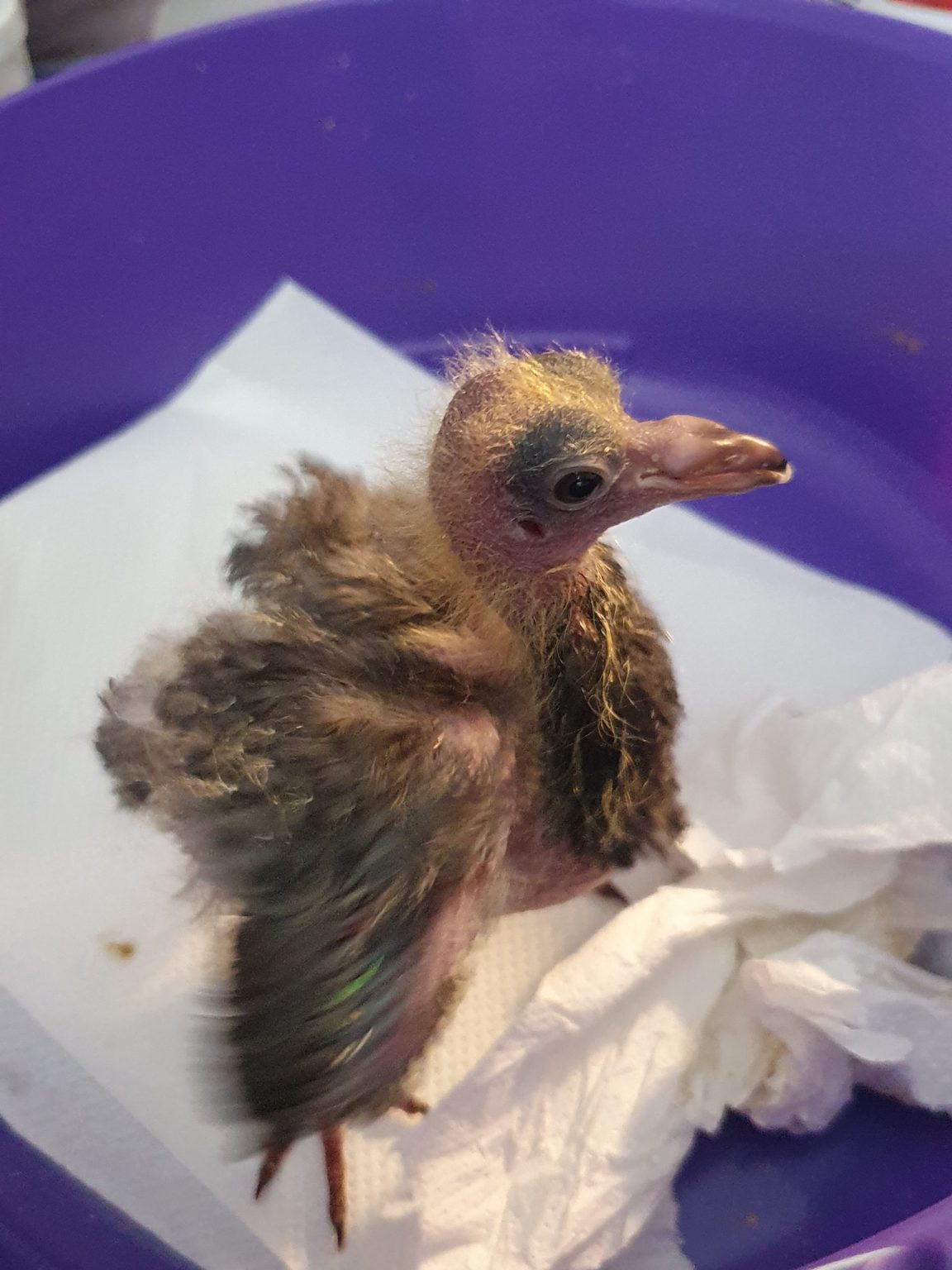 About – Wild Bird Rescue Dorset