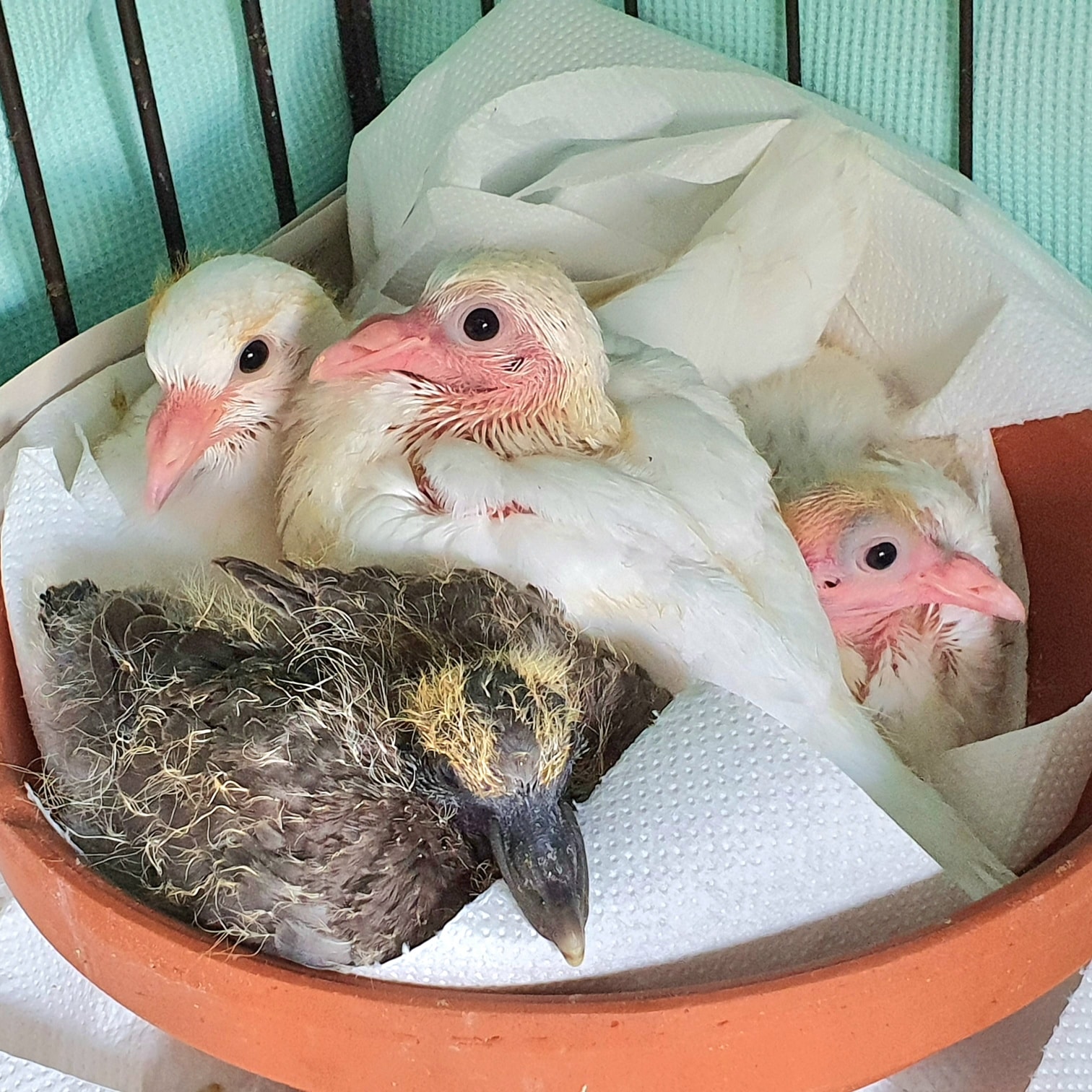 About – Wild Bird Rescue Dorset
