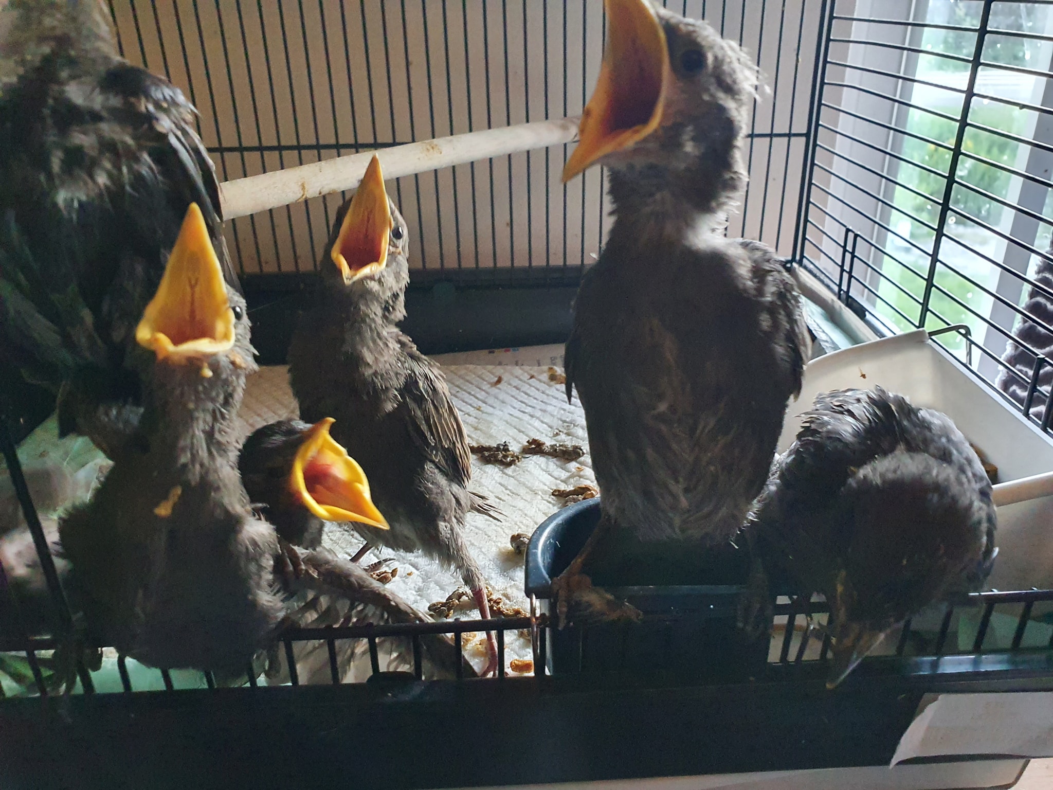 About – Wild Bird Rescue Dorset